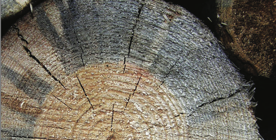 How to Differentiate Mold from Pallet Discolorations and Wood Stains